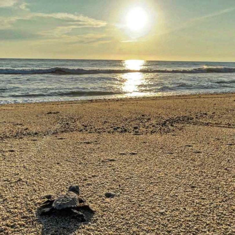 Playas en Santa María Colotepec - México Playas